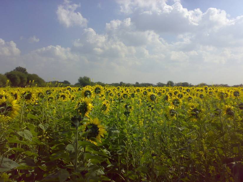The Top 15 Sites for Copyright and Royalty-Free Images