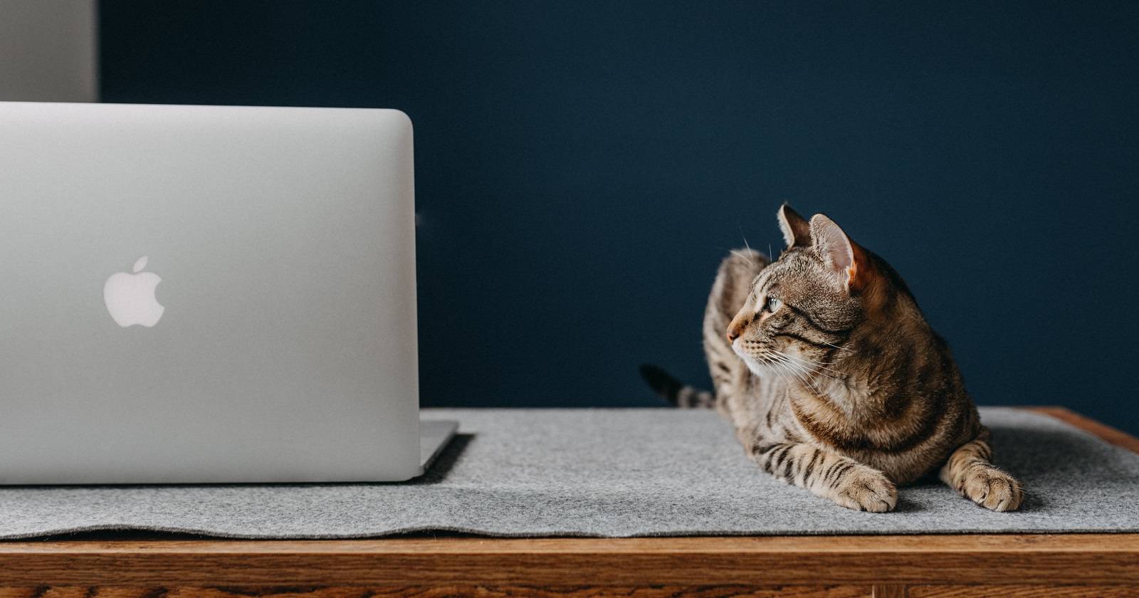 5 Streaming Services to Entertain Your Pet While You're Away
