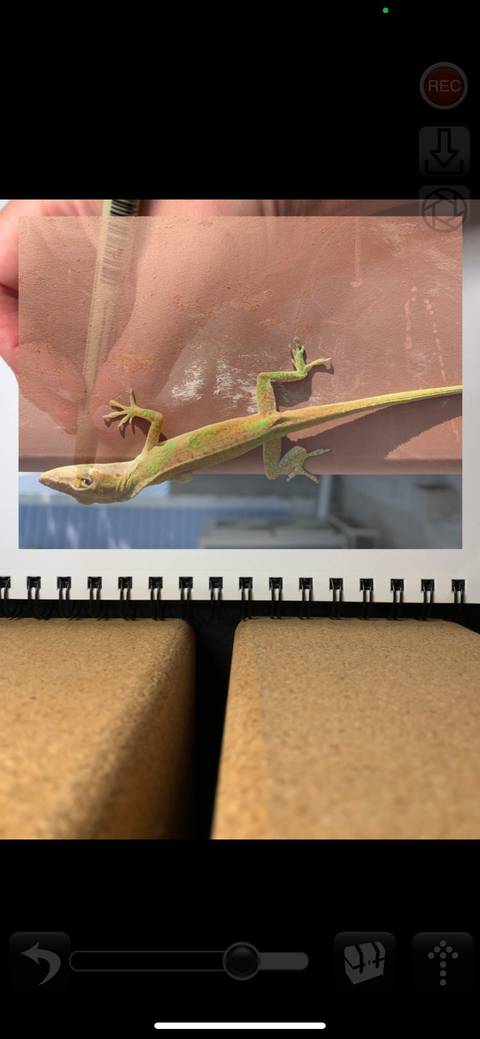 How to Use the Camera Lucida App to Create Fantastic Drawings in No Time