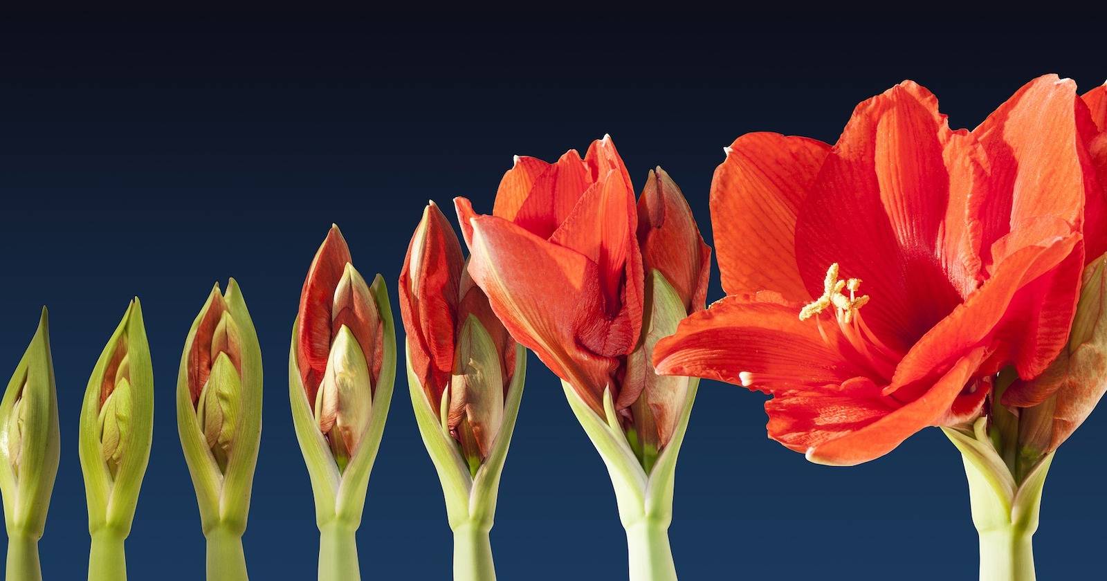 10 Fun Time Lapse Projects You Should Try