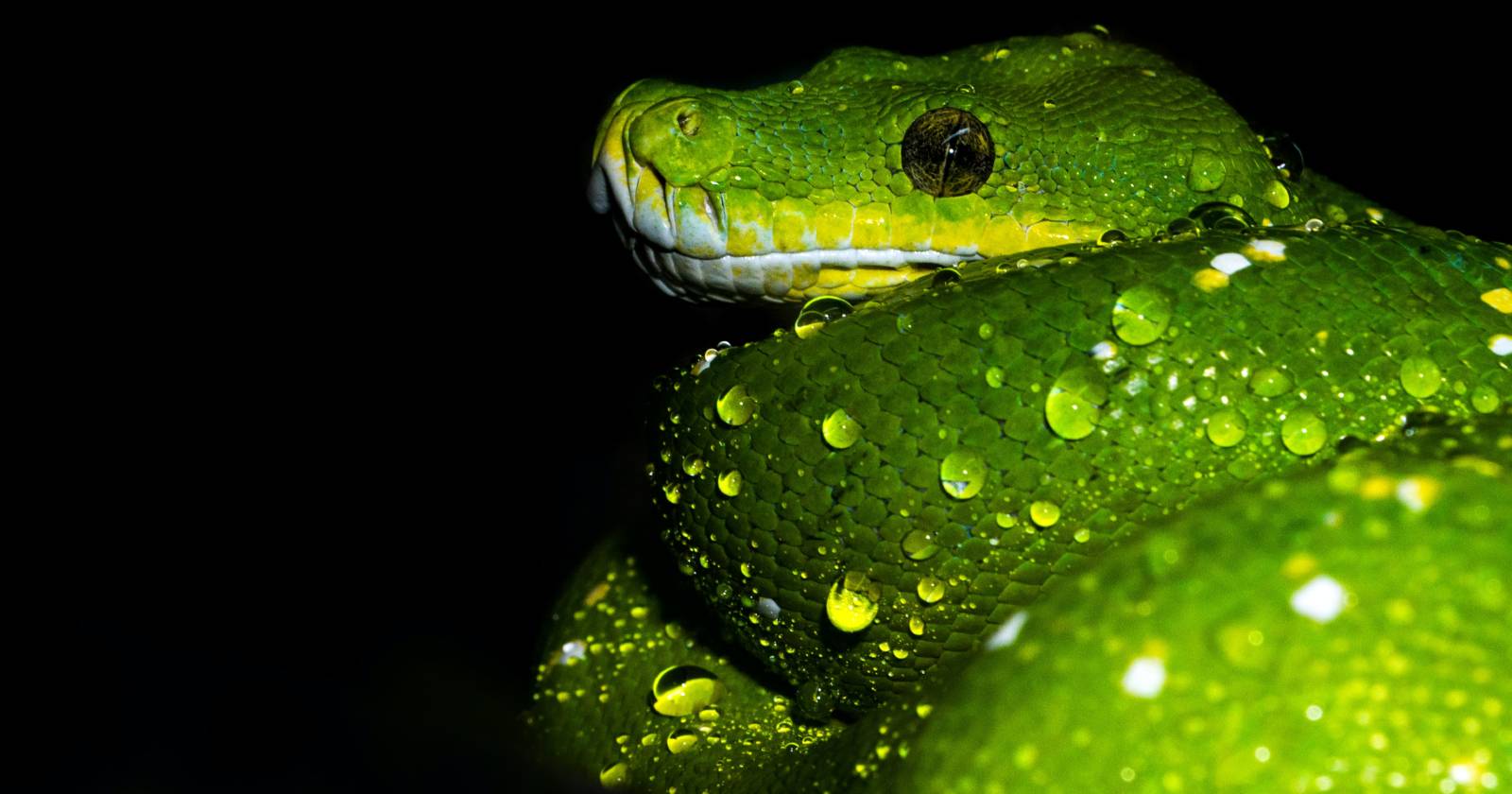 Learn How to Merge Dataframes in Python