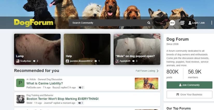 The 10 Best Websites for Dog Lovers With Pet Care Questions
