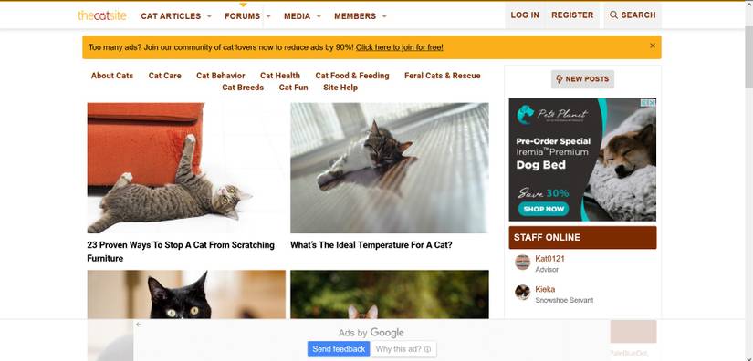 The 9 Best Websites for Cat Lovers of All Ages