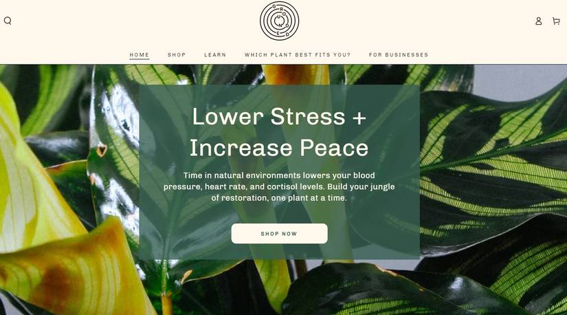 9 Plant Delivery Services to Try Next Time You Shop Online