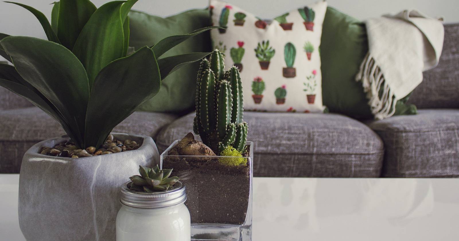 9 Plant Delivery Services to Try Next Time You Shop Online