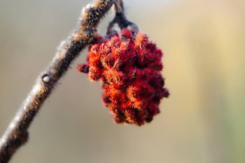 9 Fall Photography Projects You Should Try With Your Macro Lens
