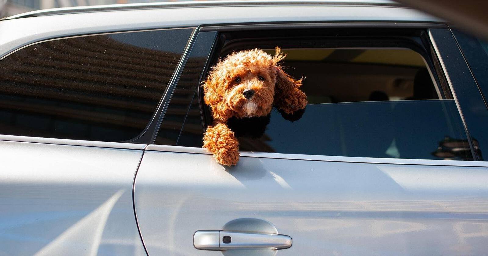 The 6 Best Auto-Tech Features to Keep Your Dog Safe