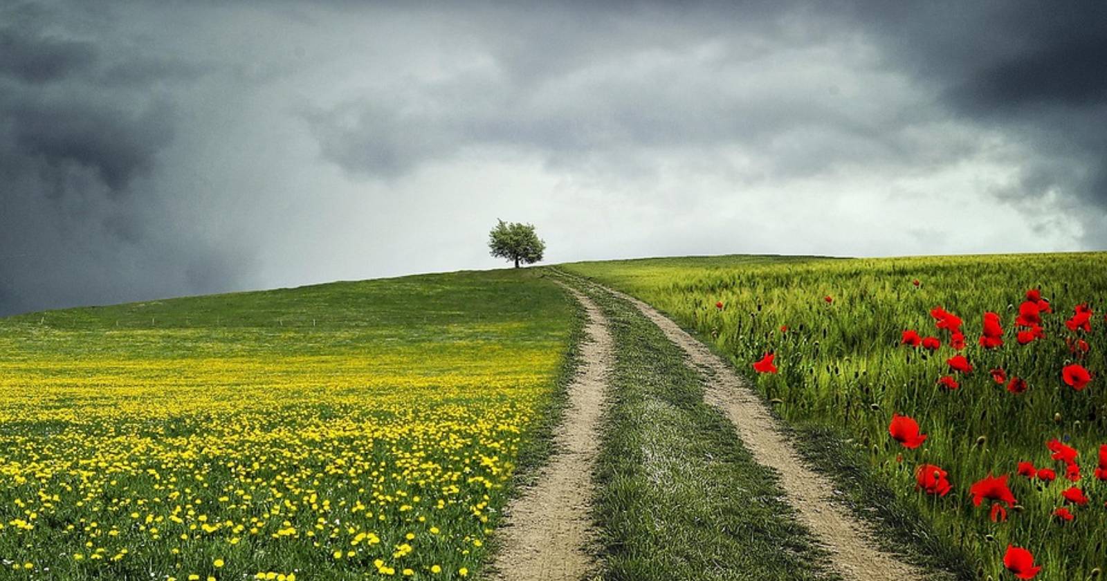 Relative vs. Absolute Path in Linux: What Is the Difference?