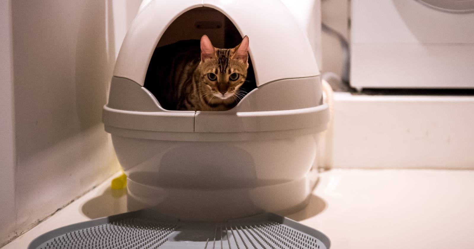 The Best Smart Pet Gadgets