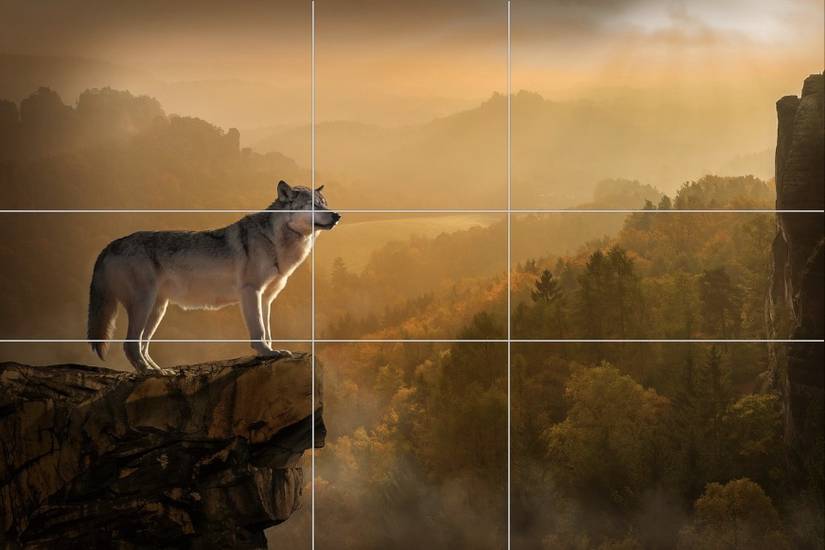 12 Wildlife Photography Tips to Take Your Shots to the Next Level