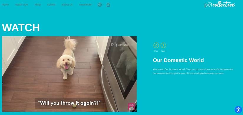 The 8 Best Websites to Watch Funny Pet Videos
