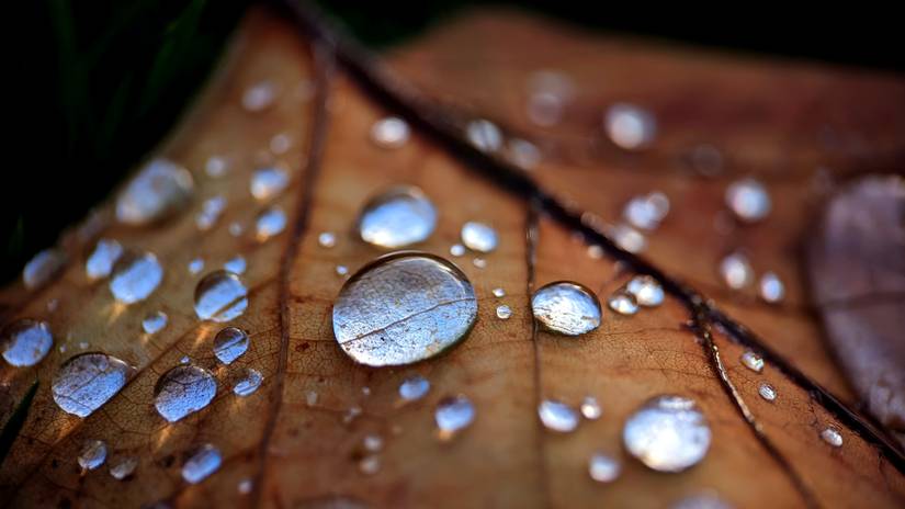 How to Get Started With Macro Photography: A Beginner's Guide