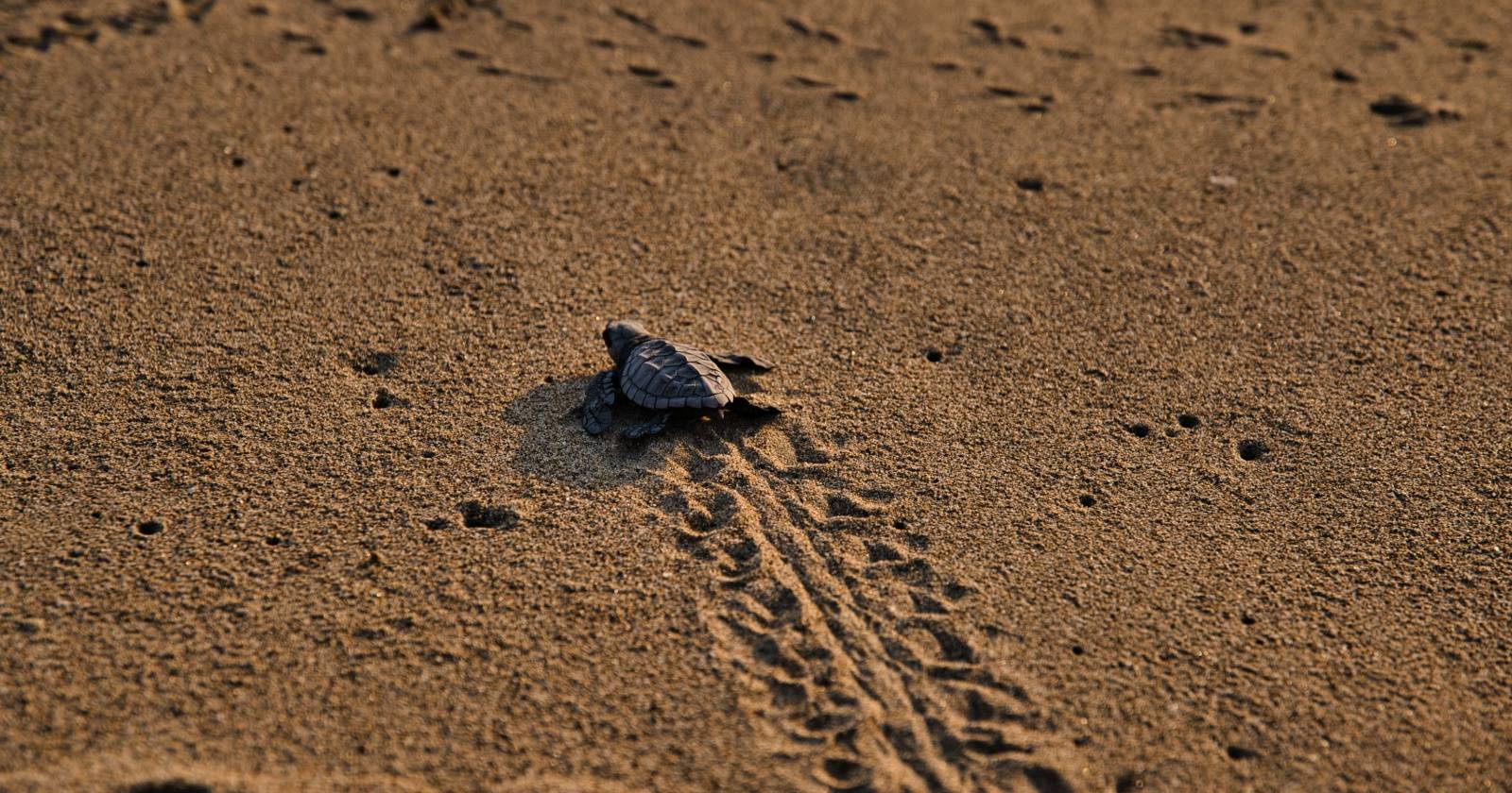 What Are Turtles in Python and How Do They Work?