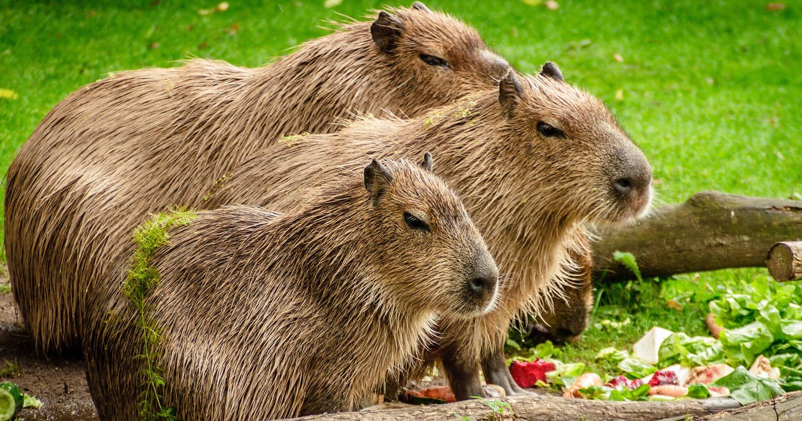 Why Capybaras Are Taking Over TikTok