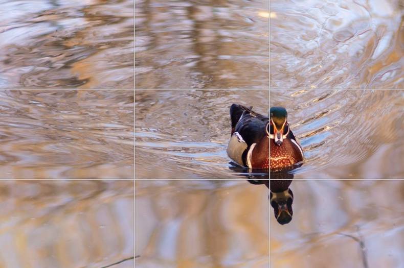 9 Photography Rules and Formulas to Follow for Professional Photos