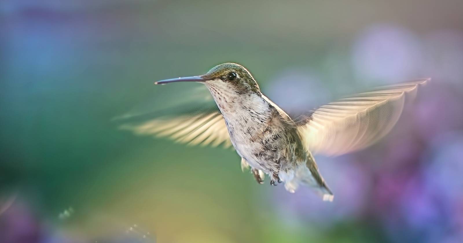 How to Take Breathtaking BIF Photos: 11 Tips for Beginners