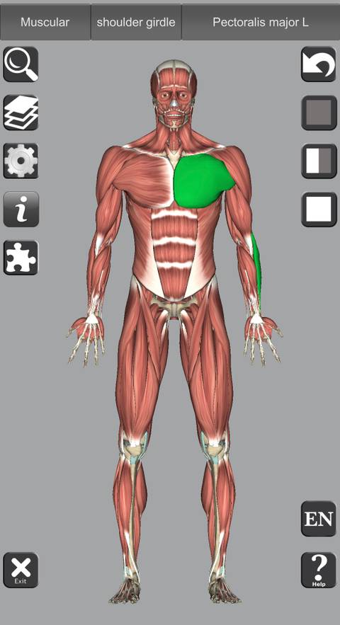 Learn About Human Anatomy in 3D With These 10 Apps