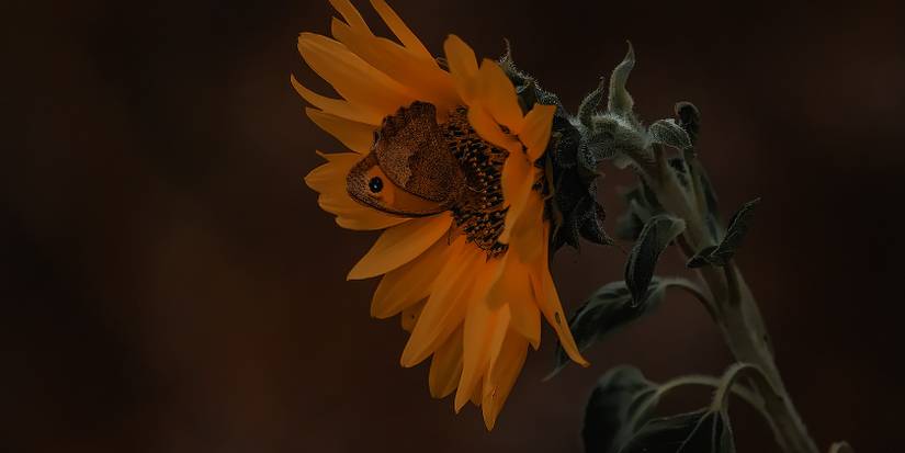 Master Image Enhancement Techniques With OpenCV