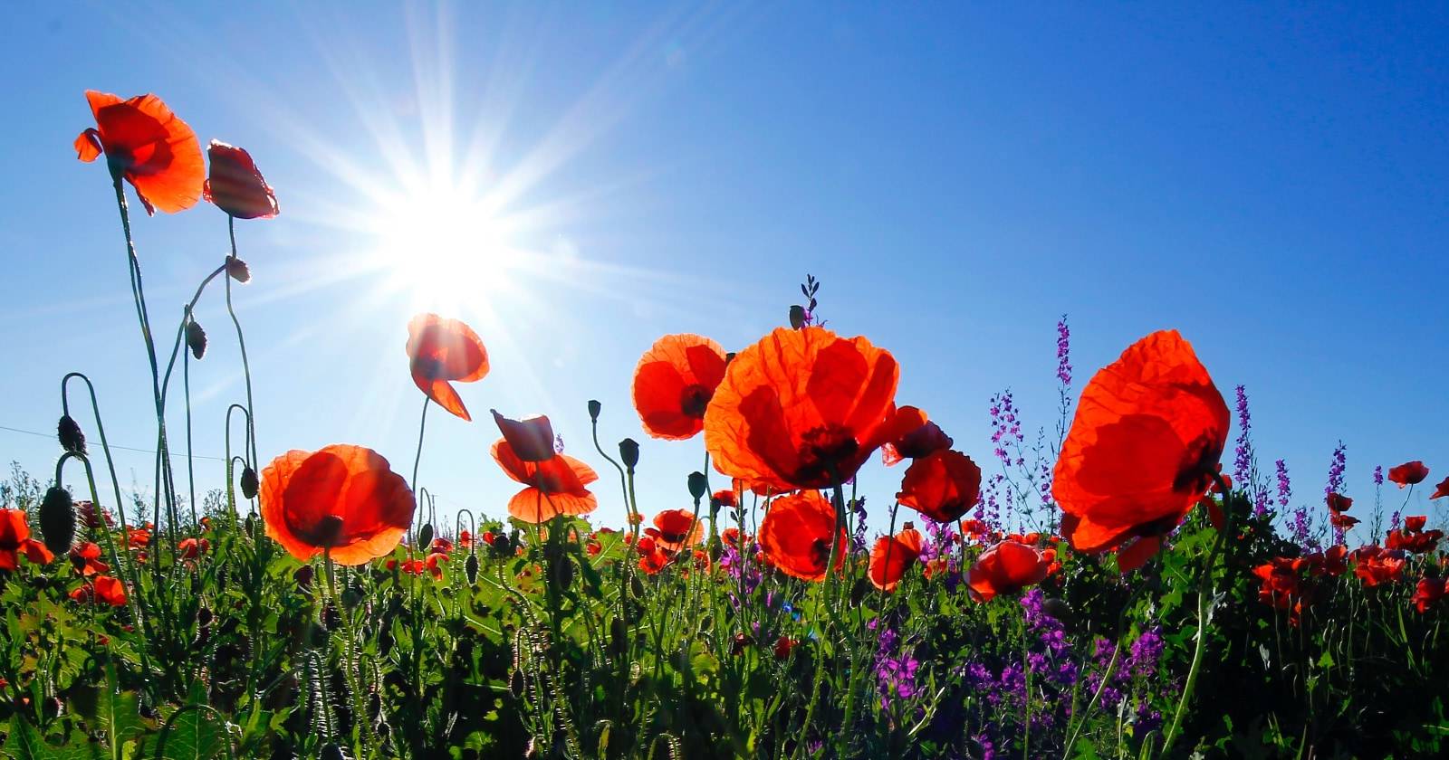The 6 Best Plant Identifier Apps for Android and iPhone