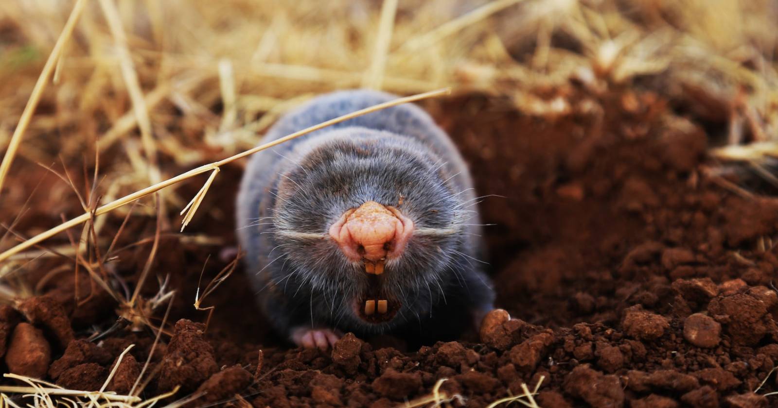 What Are the Pros and Cons of Leta, Mullvad's Private Search Engine?