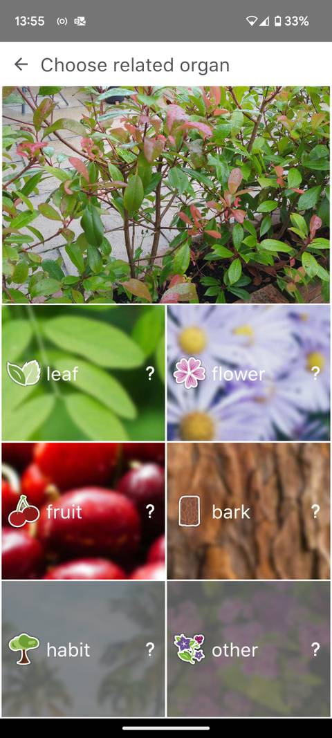 The 6 Best Plant Identifier Apps for Android and iPhone