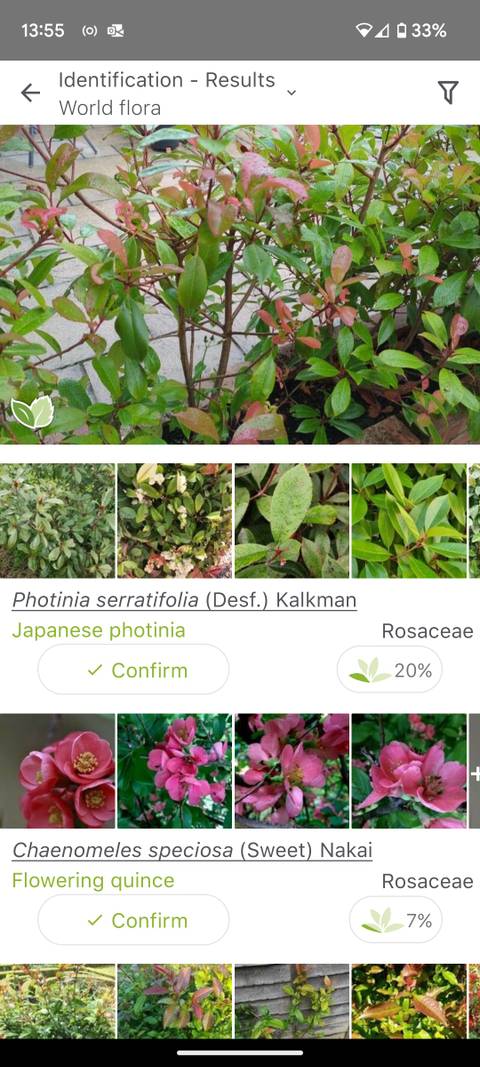 The 6 Best Plant Identifier Apps for Android and iPhone