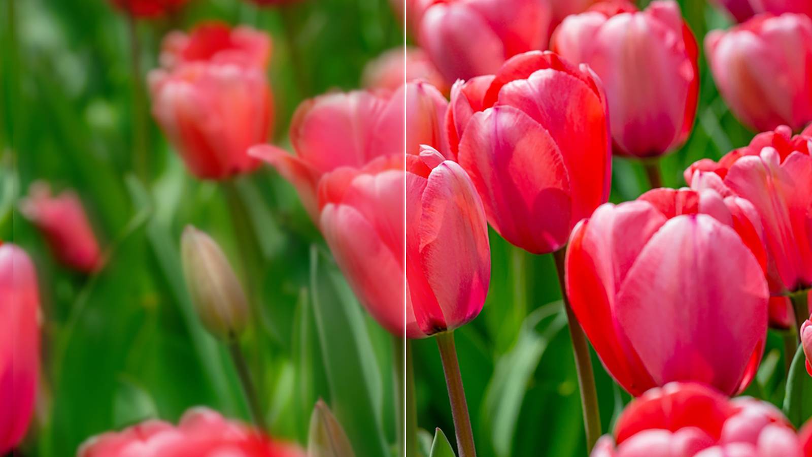 This Free App Sharpens Blurry Photos Instantly