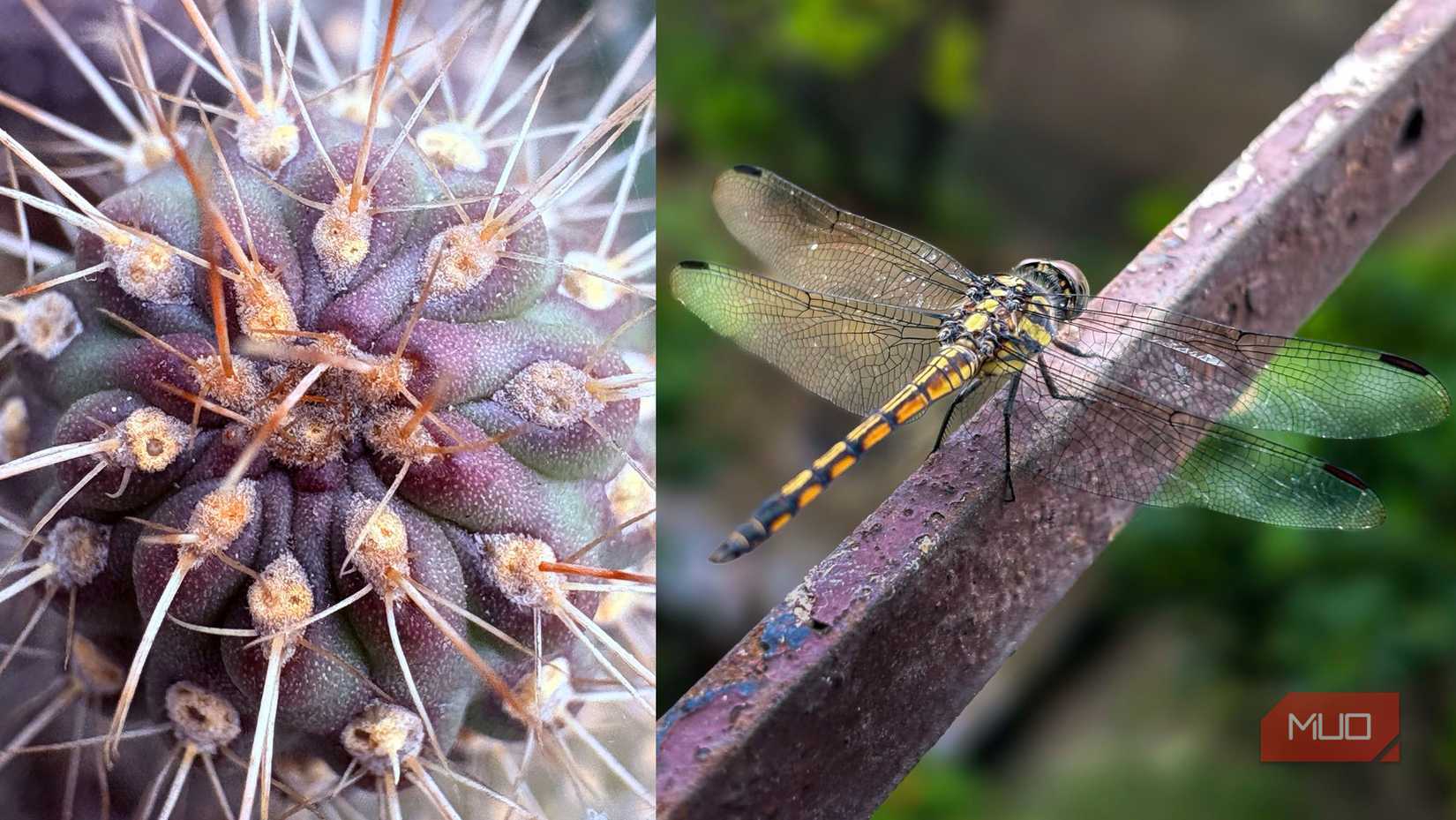 How My iPhone 16 Transforms Everyday Objects Into Stunning Macro Art