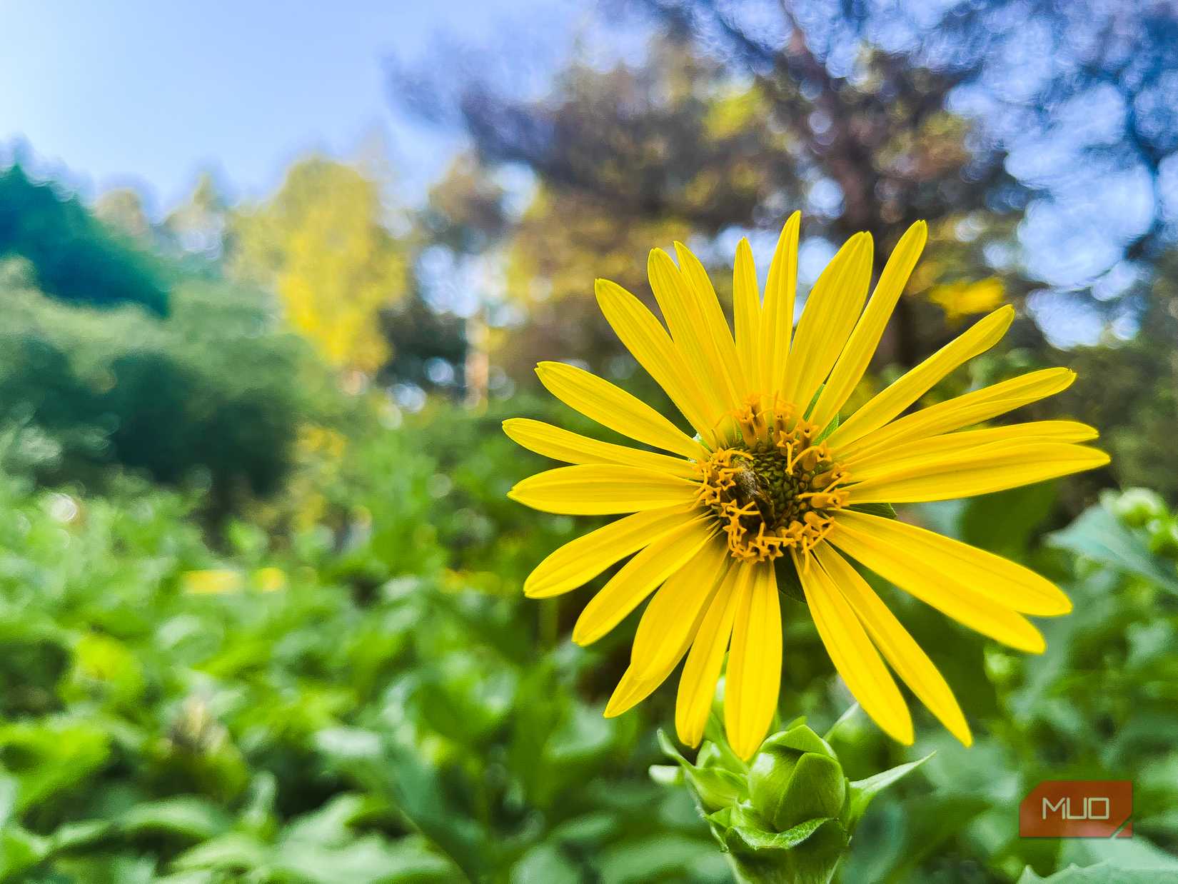 I Take Stunning Flower Photos With Just My Phone—You Can Too