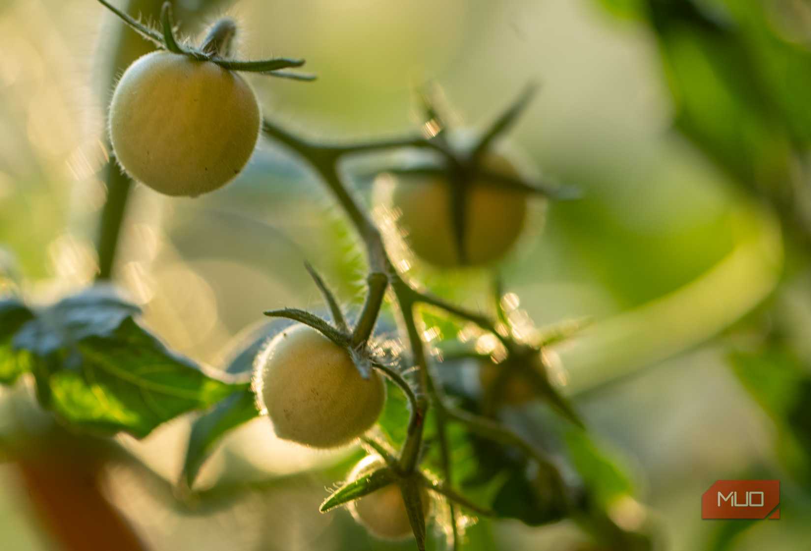 6 Edible Plants I've Easily Grown in a Small Space