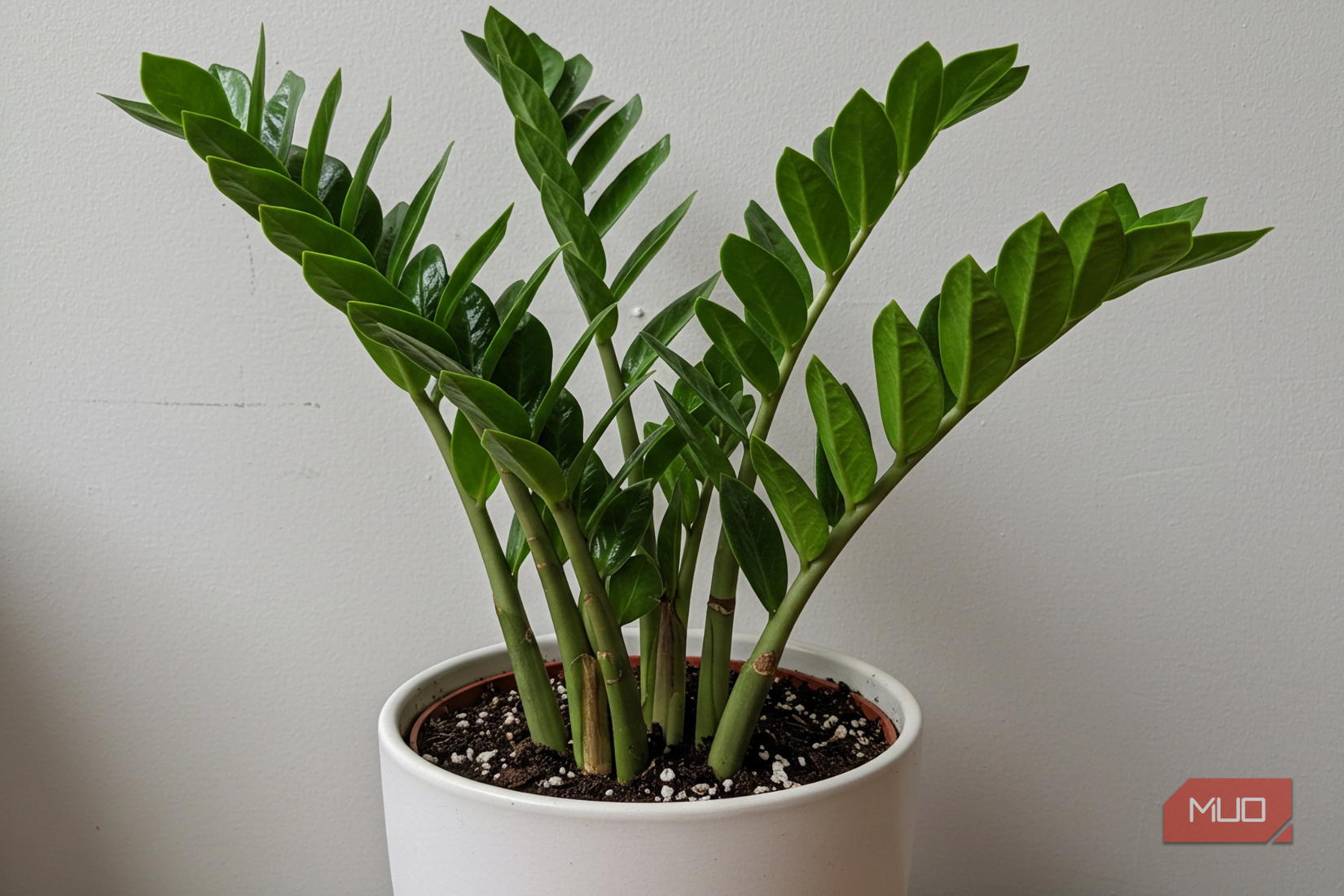 I'm Awful With Plants, but These 5 Are Still Easy to Keep Alive